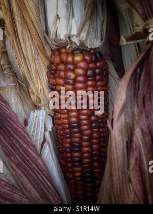 Indian Corn, with its rich array of multicolored kernels in hues of ...