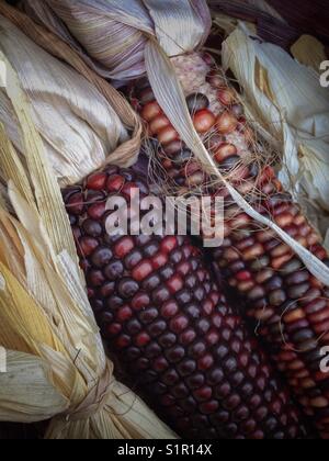 Indian Corn, with its rich array of multicolored kernels in hues of ...