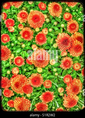 Vibrant Hailey Orange mums in warm sunlight Stock Photo - Alamy