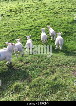 LAMBS RUNNING IN FIELD Stock Photo - Alamy