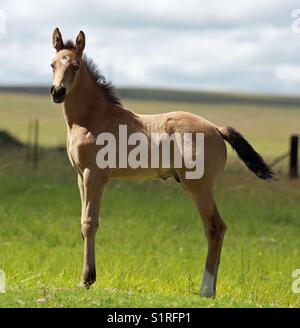 colt, young horse Stock Photo - Alamy