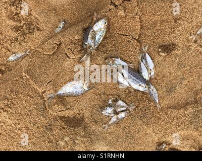 A dead blue fish on the sand Stock Photo - Alamy