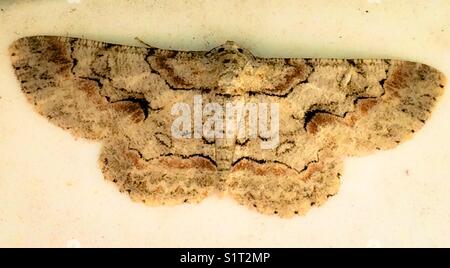 Common Tan Wave Moth (Pleuroprucha insulsaria) caterpillar (larva Stock ...