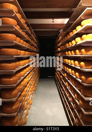 Lines of round cheese in cheese factory with shallow depth of field ...