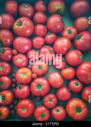 Closeup of freshly picked tomatoes Stock Photo - Alamy