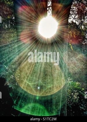 Sunlight shines between the trees in a forest with beautiful light and ...