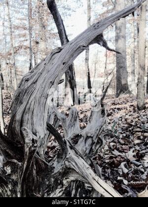 Upturned Tree Root Stock Photo - Alamy