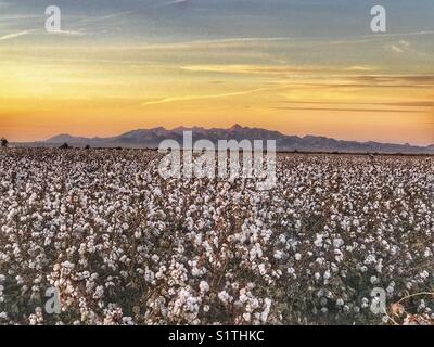 cotton fields at sunset Stock Photo - Alamy