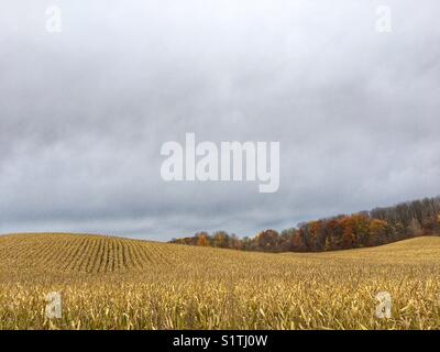 Rolling Corn Fields in Menomonie, Wisconsin Stock Photo - Alamy