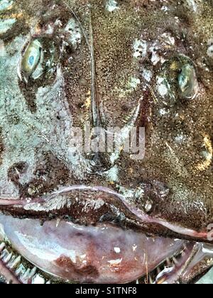 Monkfish with a fish in the mouth on white font Stock Photo - Alamy