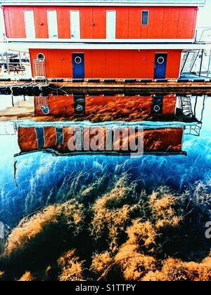 A view of growing underwater plants Stock Photo - Alamy