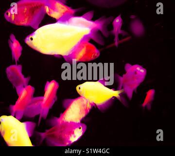 Aquarium fish, neon Stock Photo - Alamy