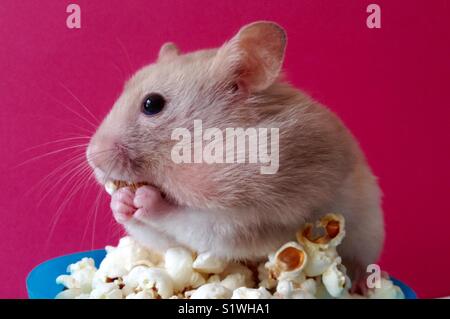 Hamster eating popcorn Stock Photo - Alamy