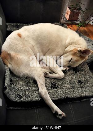 A dog curled up asleep on a sleeping woman Stock Photo - Alamy