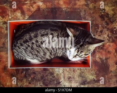 Cat in a shoebox Stock Photo - Alamy
