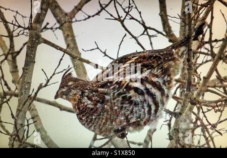 Ruffed grouse in a tree Stock Photo - Alamy