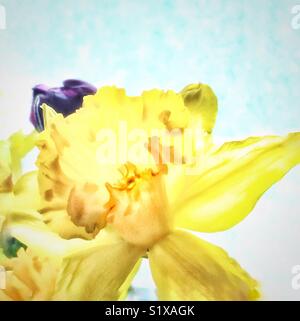 A yellow frilly daffodil Stock Photo - Alamy