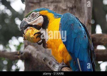 Bird eating mango Stock Photo - Alamy