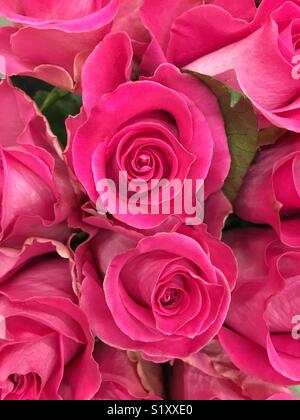 Soft Deep Pink Roses Stock Photo - Alamy