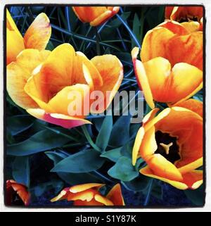 Orange and Yellow Tulips Stock Photo - Alamy