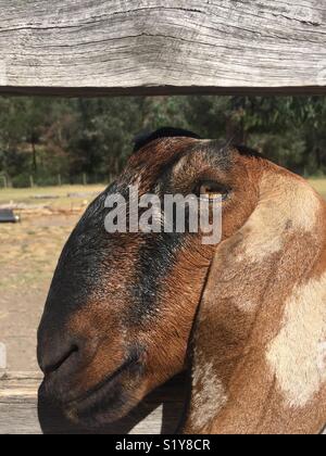A goat is looking through a wooden fence at the camera while standing ...