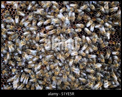 Honey bees on the hive, Catalonia, Spain Stock Photo - Alamy