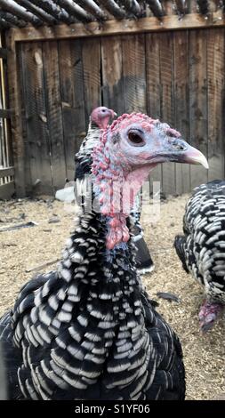 Turkey in enclosure Stock Photo - Alamy