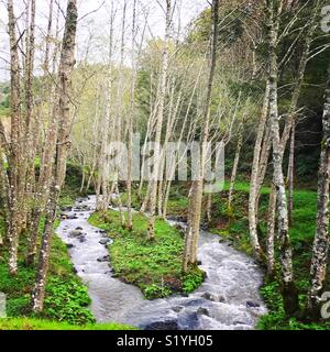 Stream in Woods Stock Photo - Alamy