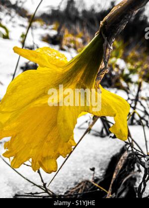 Drooping daffodil and spring snow Stock Photo - Alamy