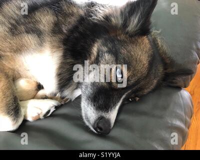 Ginger the Pomsky Stock Photo - Alamy