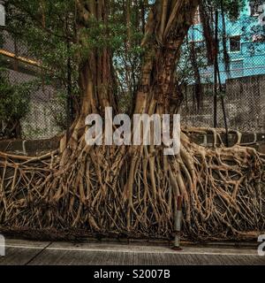 Stone wall banyan trees in Forbes street in Kennedy Town of Hong Kong ...