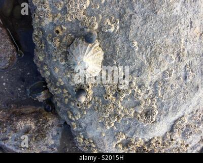 A limpet and barnacles on a rock at the beach, on the Hebridean island ...