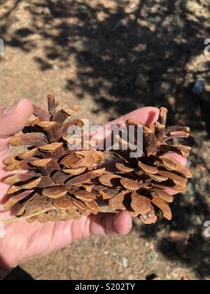 Hand holding pine cones on a canvas background Stock Photo - Alamy