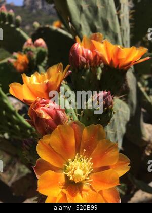 Peña de Bernal and cactus Stock Photo - Alamy