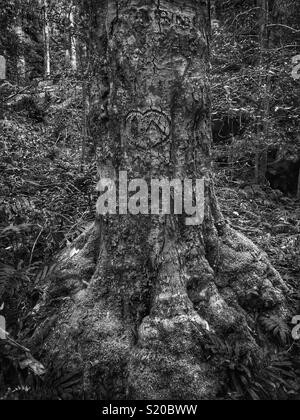 Coachwood tree (Ceratopetalum apetalum) defaced by tourists, Grand ...