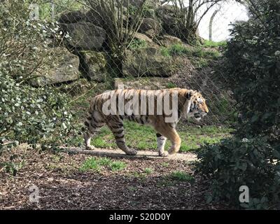 Tiger at Marwell Zoo Stock Photo - Alamy