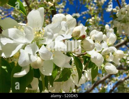 Spring Snow Crabapple Tree in Bloom Stock Photo - Alamy