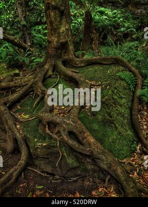 Coachwood (Ceratopetalum apetalum) growing on a moss-covered rock in ...