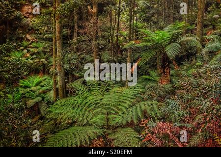 Coachwood (Ceratopetalum apetalum) in temperate rainforest on the ...