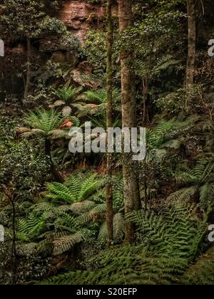 Soft Tree-ferns (Dicksonia antarctica) and Coachwood (Ceratopetalum ...