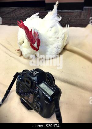 funny and curious rooster chicken looking at camera Stock Photo - Alamy