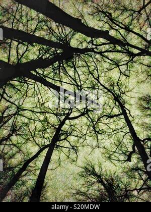 Stylized Deciduous tree at night Stock Photo - Alamy