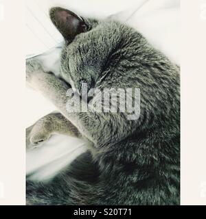 Beautiful Bobby Cat Stock Photo - Alamy