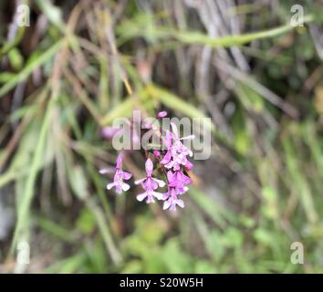 Peruvian Inca Orchid Stock Photo - Alamy