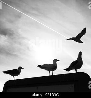 seagulls in Blackpool Stock Photo - Alamy