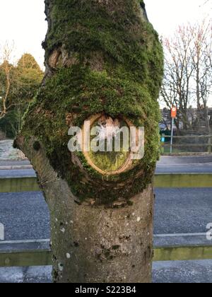 Eye of a tree Stock Photo - Alamy