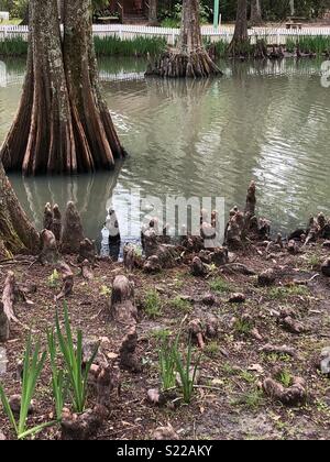 Cypress knees roots in a Louisiana Bayou marshy swamp Stock Photo - Alamy