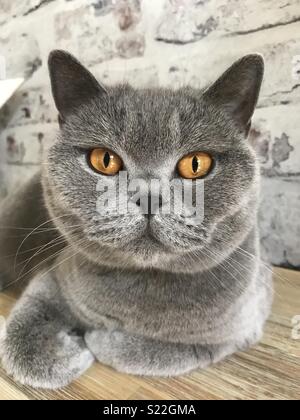 British Blue cat Stock Photo - Alamy