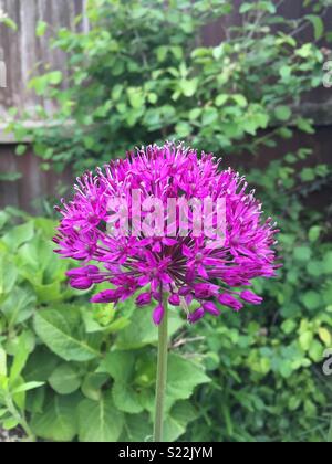 Alium in bloom Stock Photo - Alamy