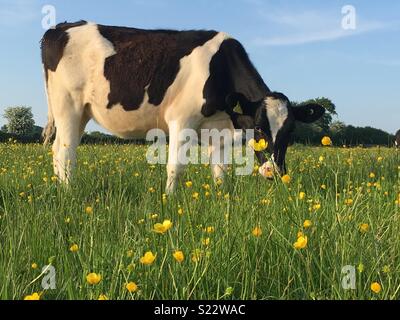 Dairy cow in a meadow of buttercups during the spring Stock Photo - Alamy